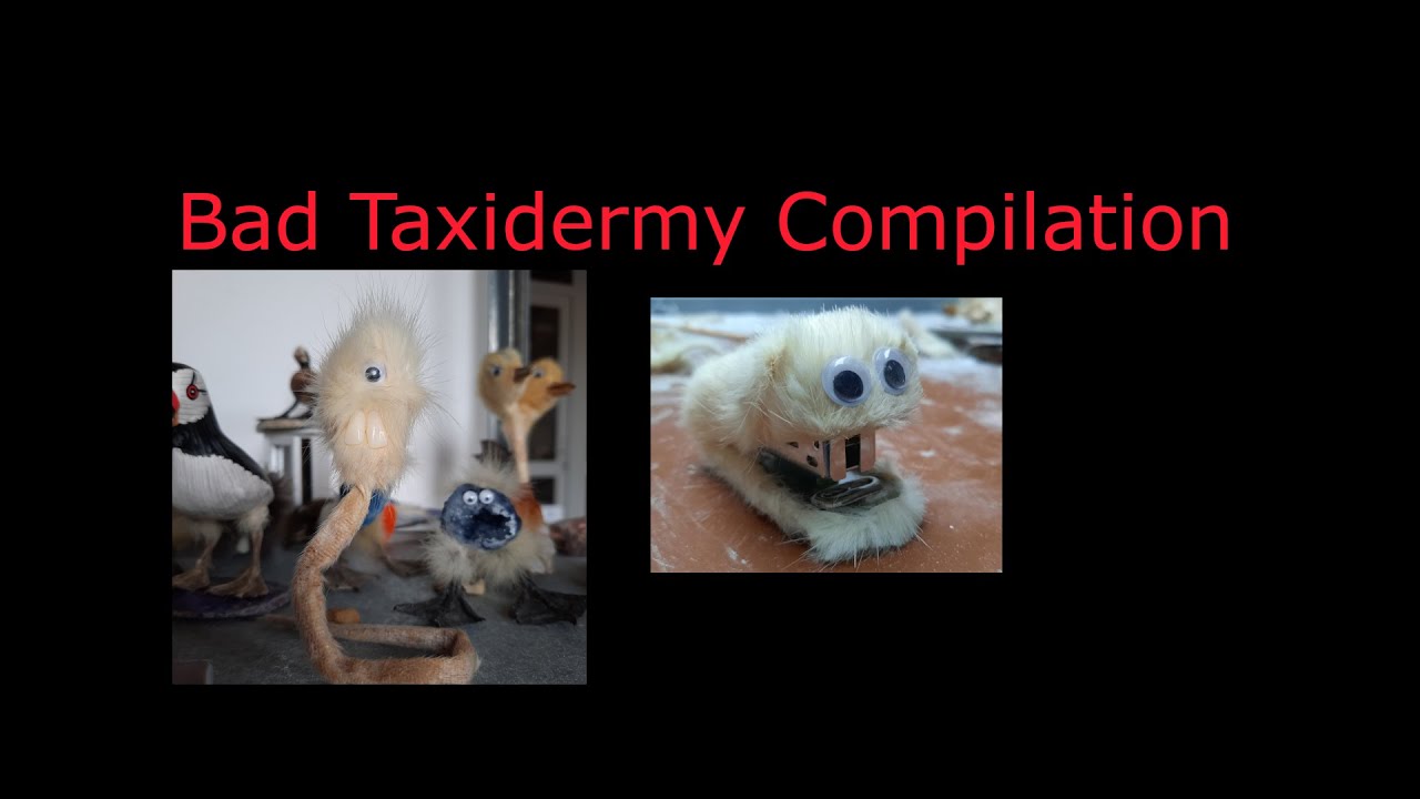 Cursed Taxidermy compilation 53 - YouTube