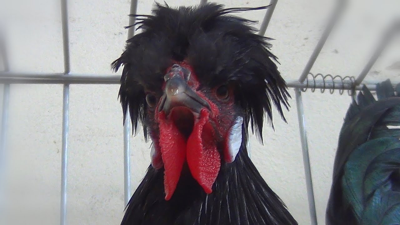 Poules et Coqs Le Merlerault naine - YouTube