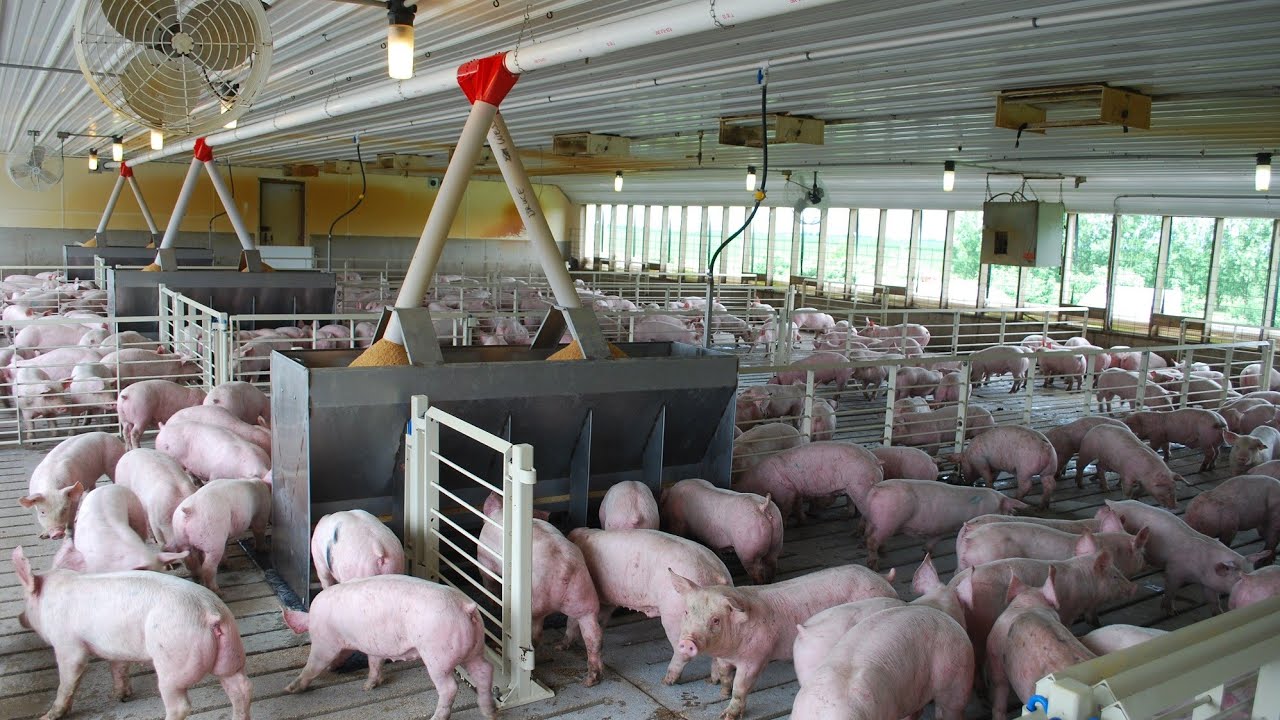 Farming In Congo Kinshasa Part 2|| How I am Building An Affordable Pig ...