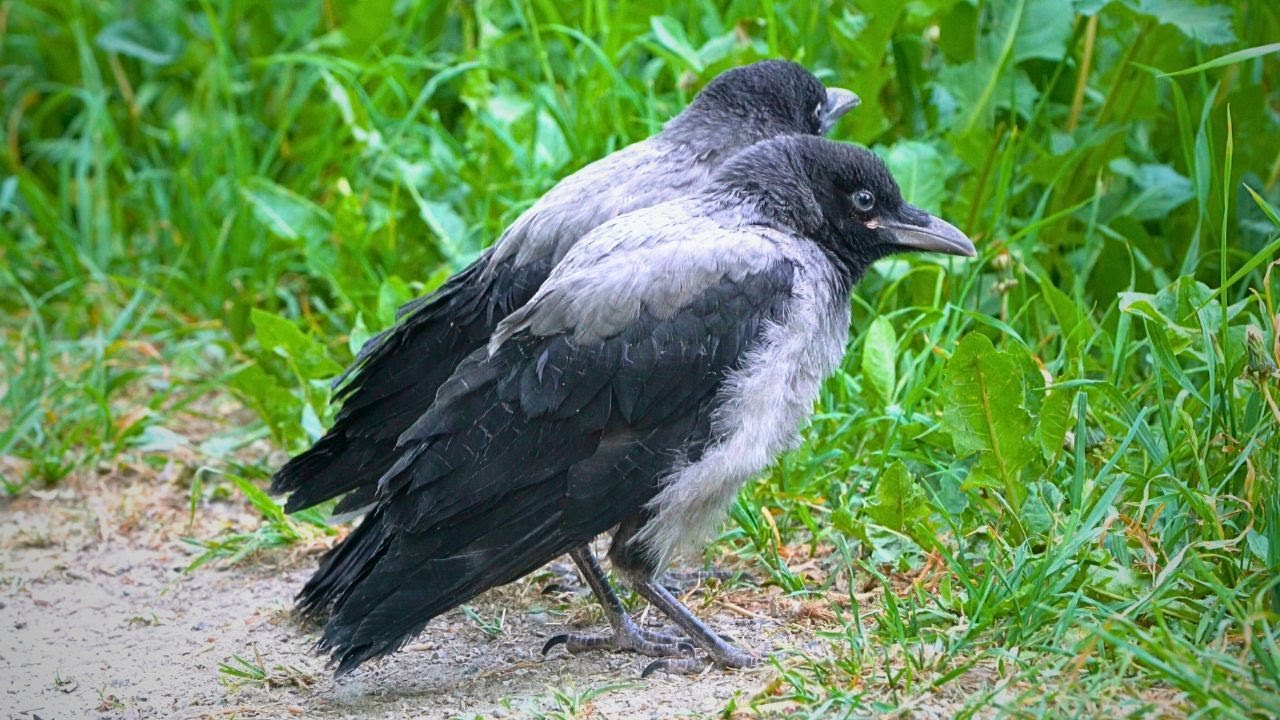 Little Hooded Crow Fledgling Siblings Finally Together [4K] - YouTube