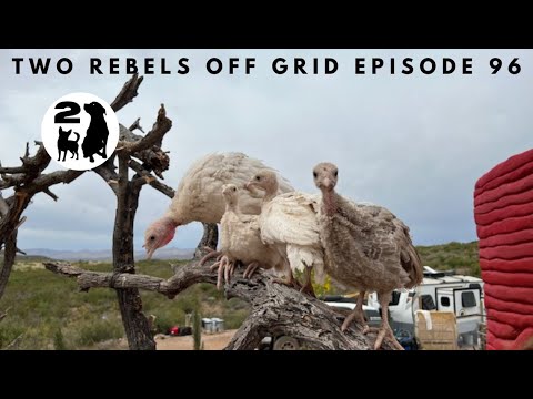 Chicken Tower OR Poultry Palace AND Hurricane Strapping - YouTube