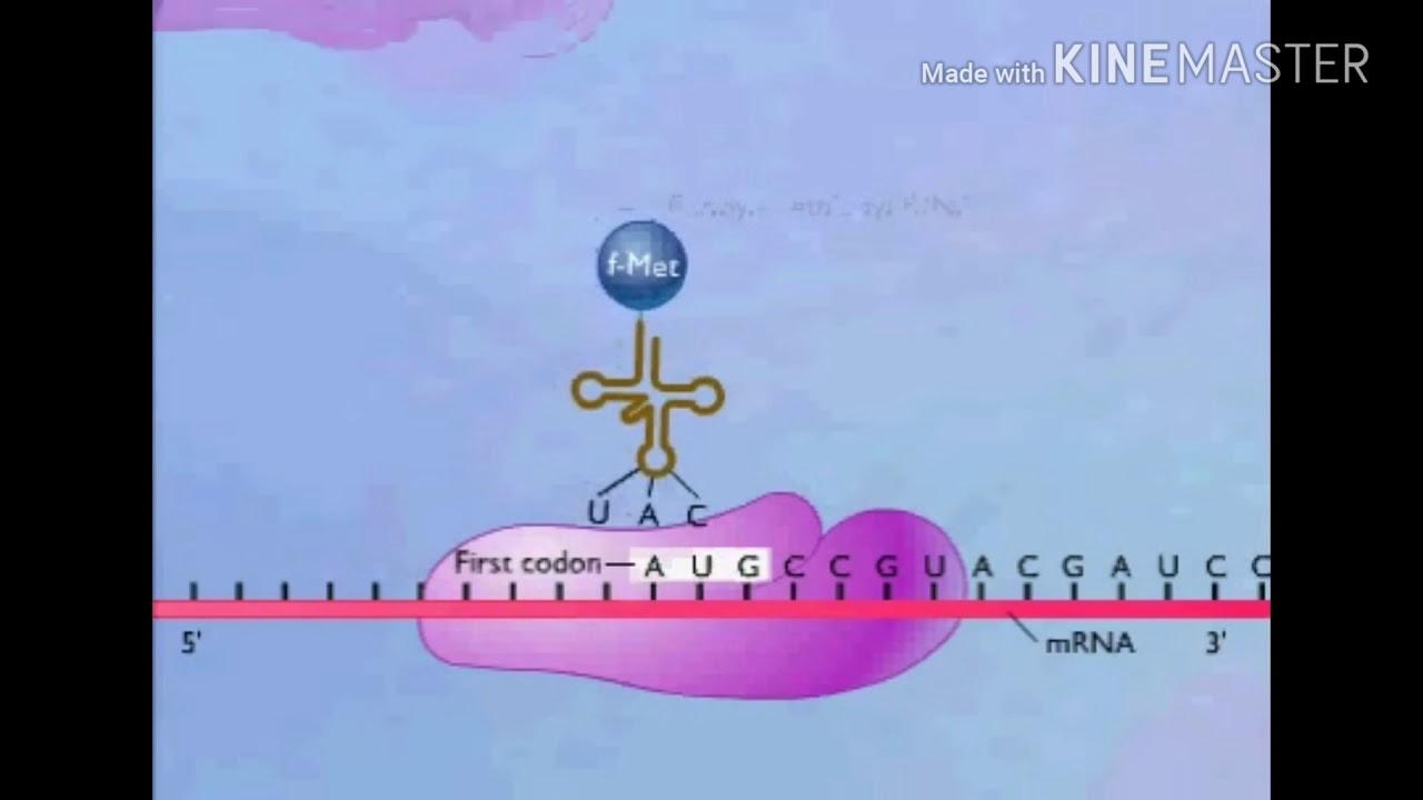 translation mRNA to Protein - YouTube