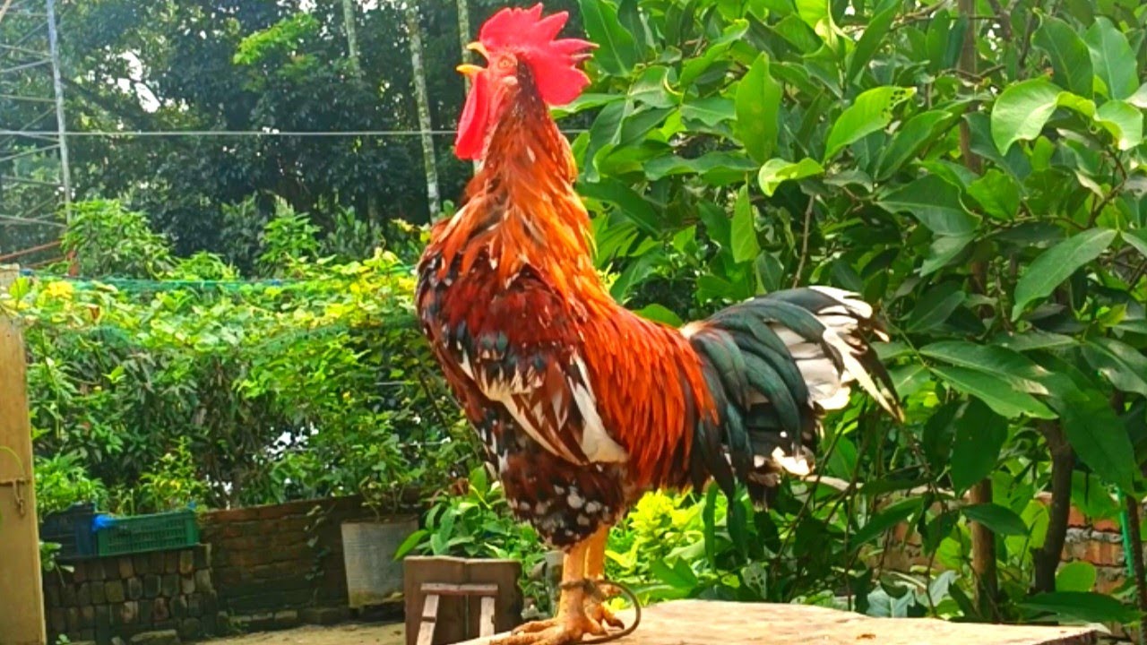 Rooster crowing sound effect - YouTube