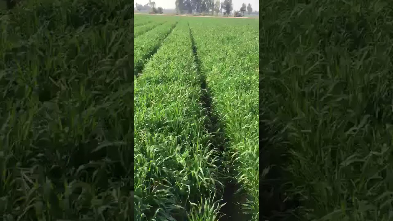 Raised Beds - Wheat - YouTube