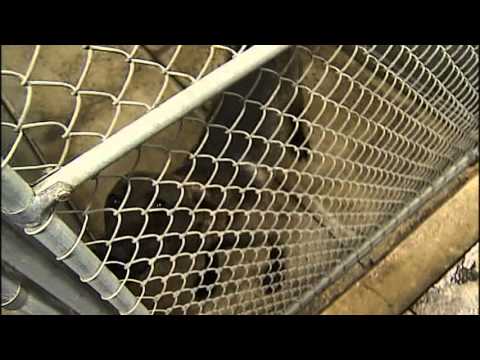 Commissioners Vote Against Gas Chamber