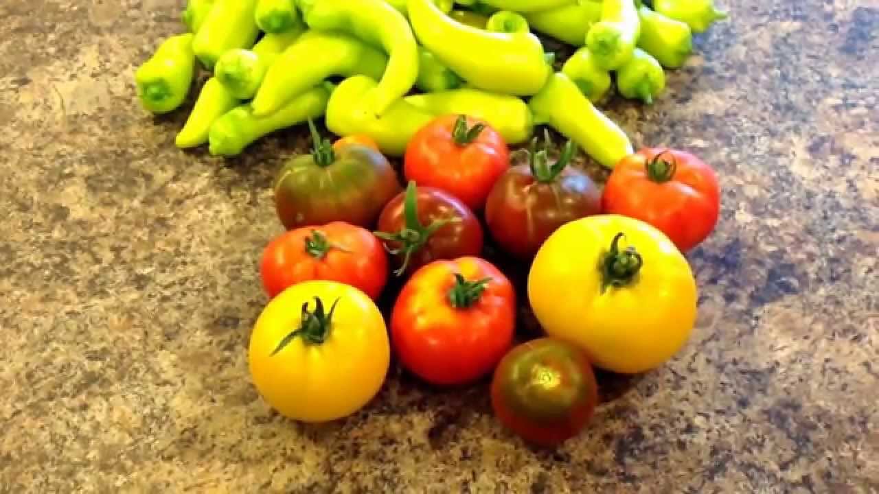 First harvest of pepper Cheaneys and tomatoes out of the greenhouse ...