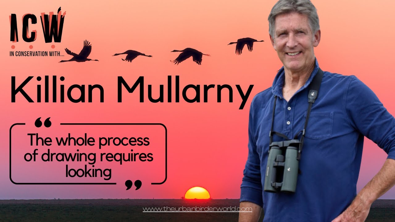 The Birder's Bible - Collins Bird Guide art with Killian Mullarney ...