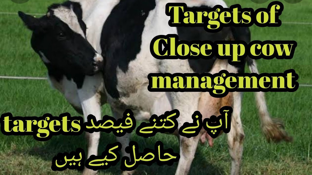 Targets of Close up cow management II Close up Cow management II Close ...