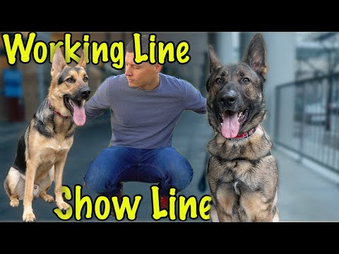 Show line versus working line German Shepherd Dogs Help for Novices ...