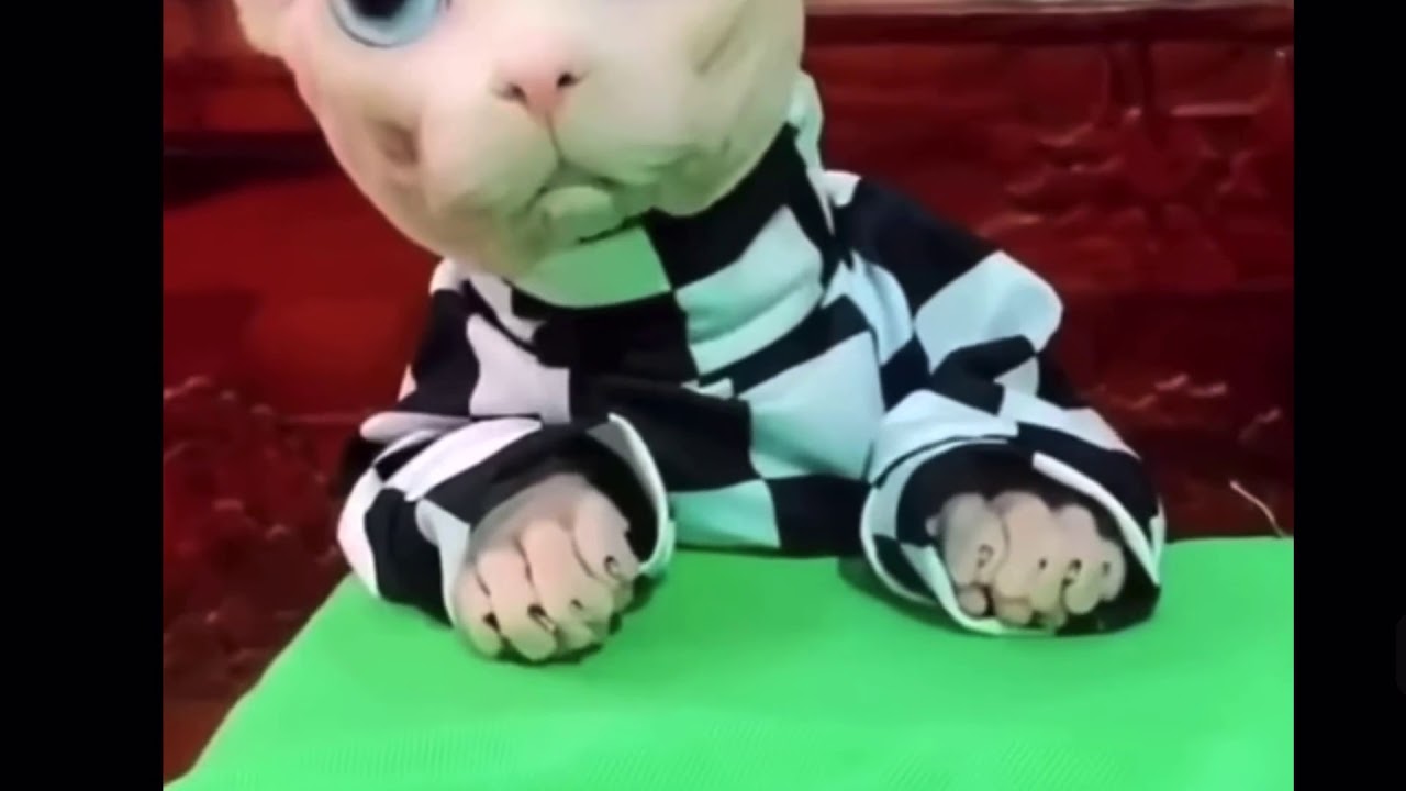 Bingus 💖DRIP💖 - YouTube