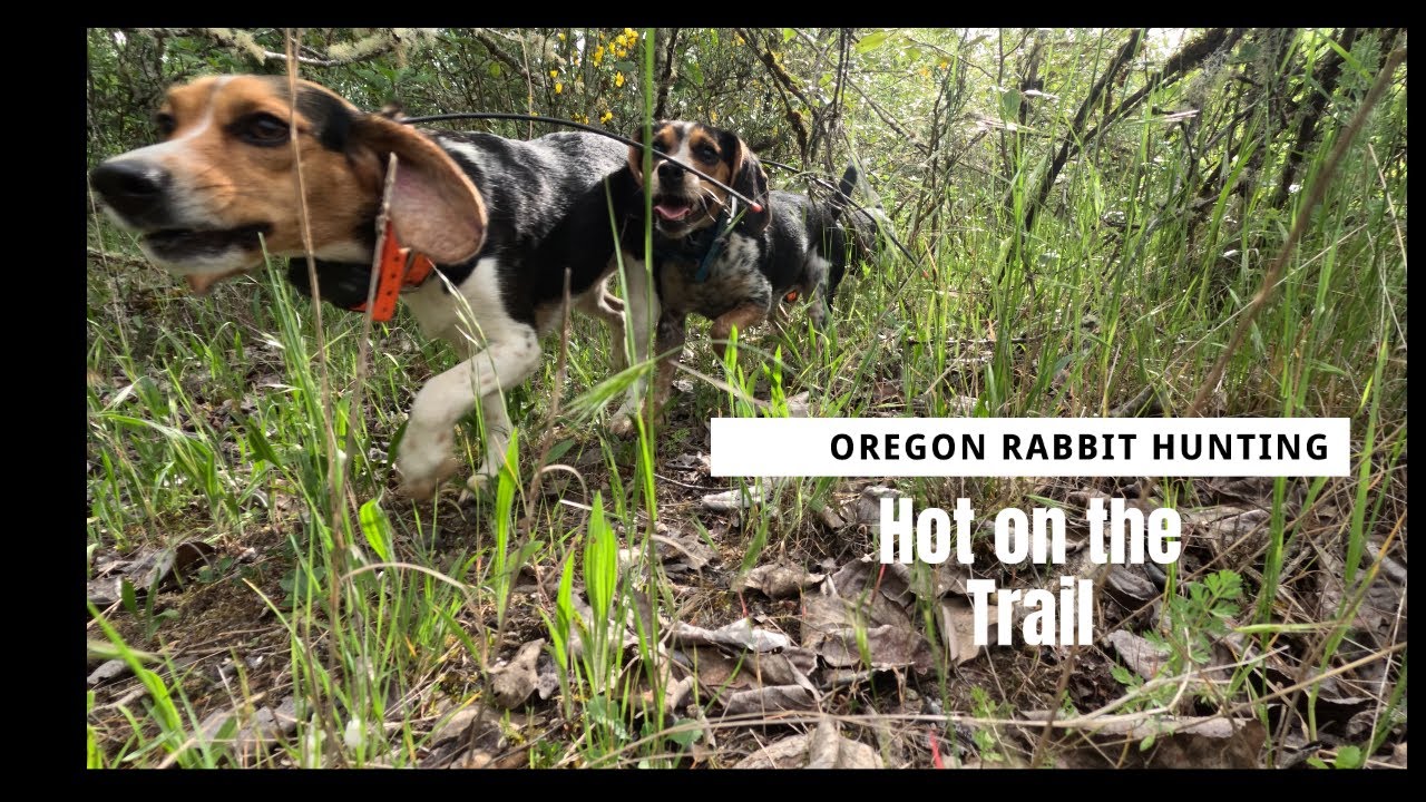Hot on the Trail - Oregon Rabbit Hunting - YouTube