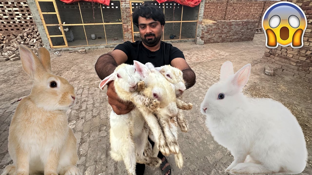 Aj To Mini Zoo Main Rabbits Agaye Or Humaray Turkey Or Moor Ki Fight Ho ...