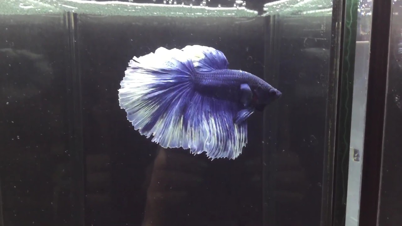 SOLD OUT! Royal Blue Butterfly Halfmoon Betta Fish Male @ Züri-Betta ...