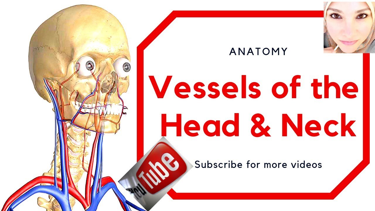 Head and Neck - Major vessels of the neck - YouTube