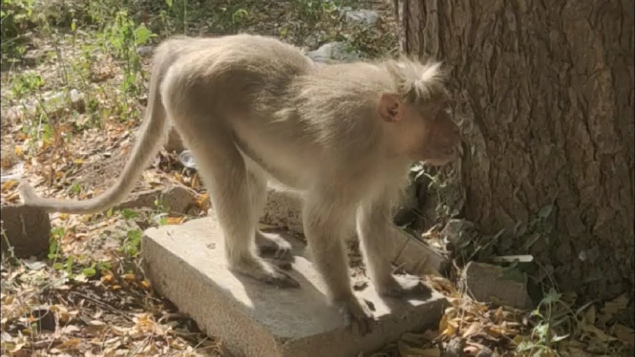 viral monkey video YouTube Viral - YouTube