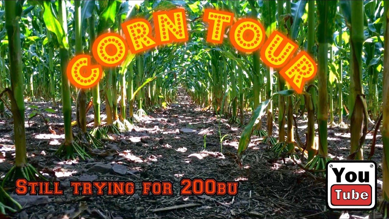 Corn Update - YouTube