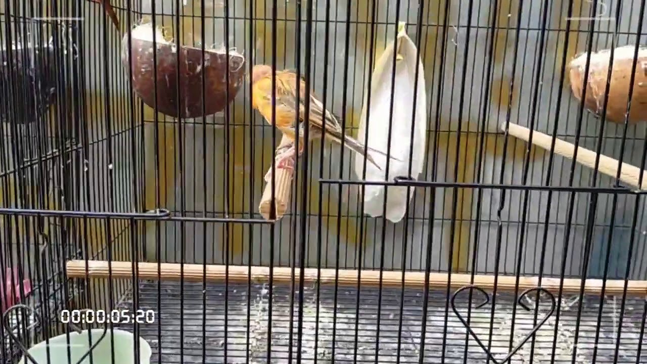 Mule siskin x kenari .. - YouTube