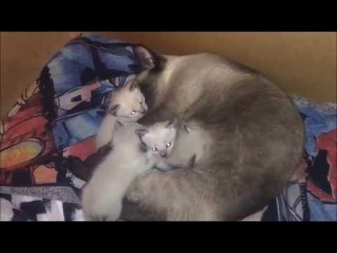 adorable Siamese Kittens, 3 Weeks Old Family fun - YouTube