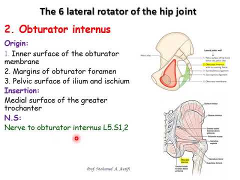 Lecture 5 Anatomy Short rotators of the hip - YouTube