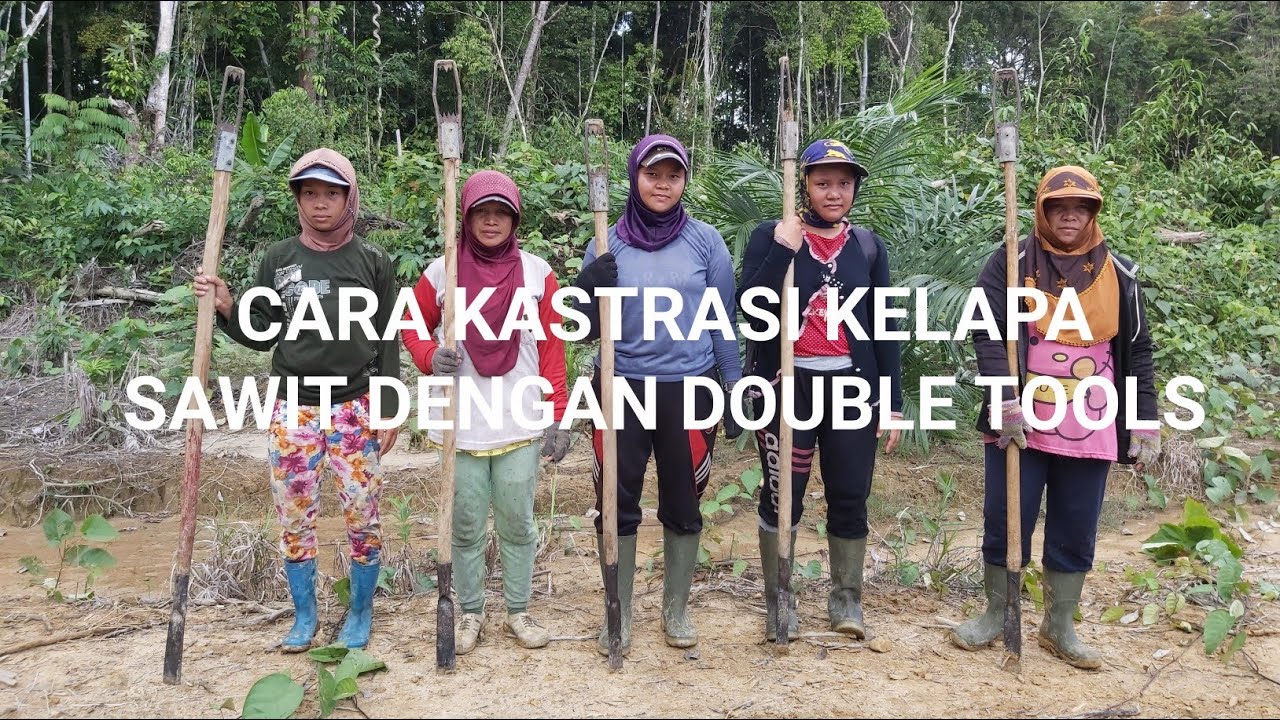 Cara Kastrasi Kelapa Sawit dengan alat double tools yaitu dodos ...