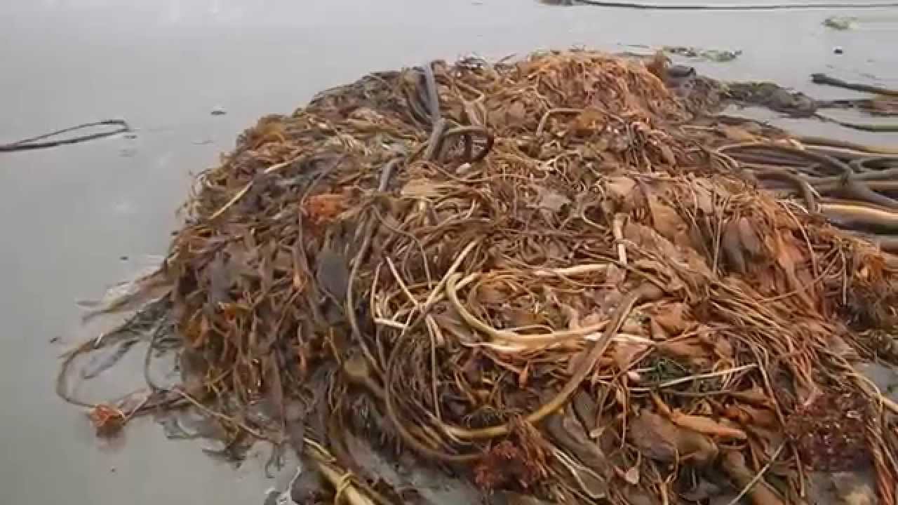 The Flying Spaghetti Monster Lounging at the Beach - YouTube