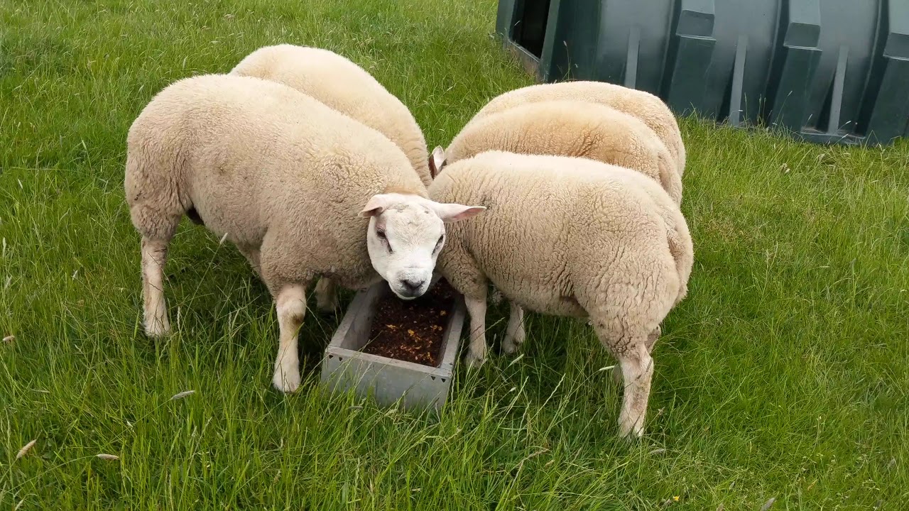 Garla Beltex ram lambs 15-20 weeks - YouTube