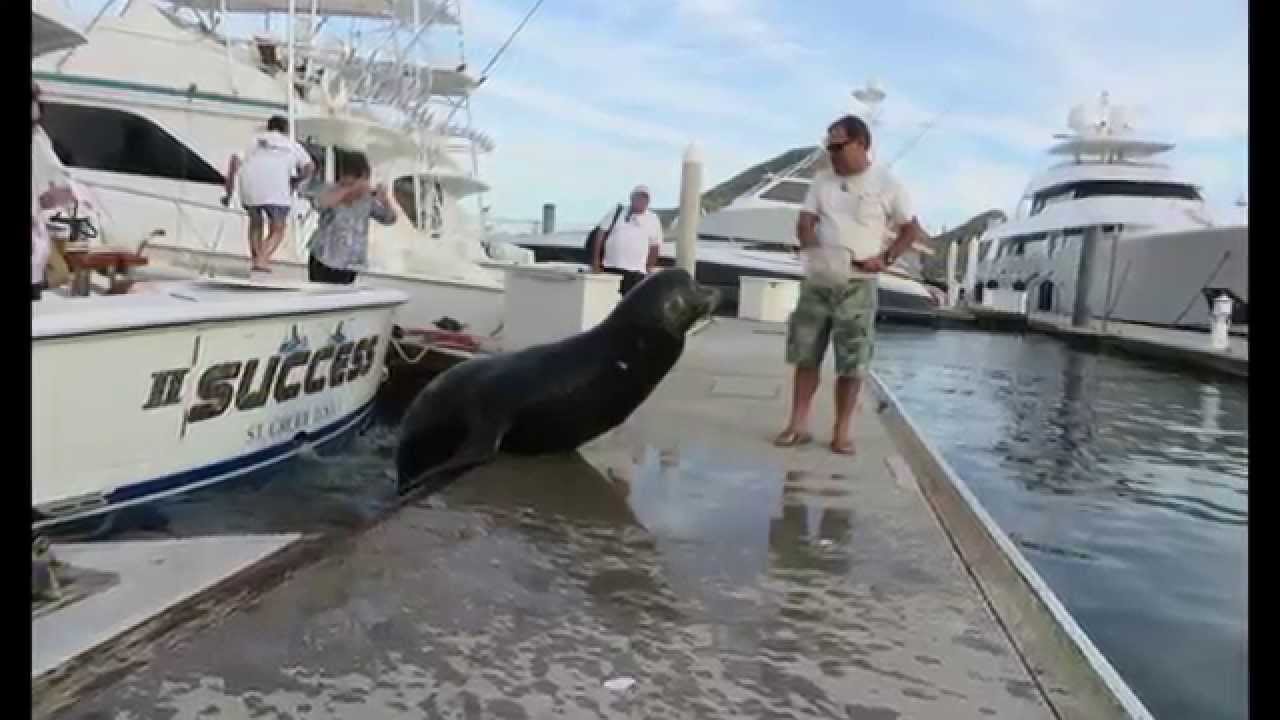 Pancho THE CABO SEA LION 12-5-14 - YouTube