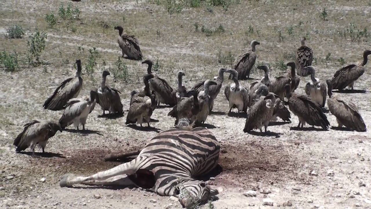 Jackal and Vultures eating Zebra at Etosha - Part 2 - YouTube