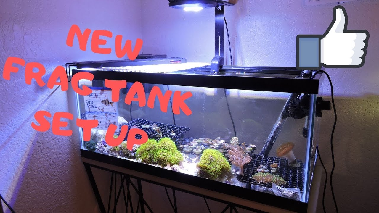 NEW FRAG TANK SET UP!! 20g Long - YouTube
