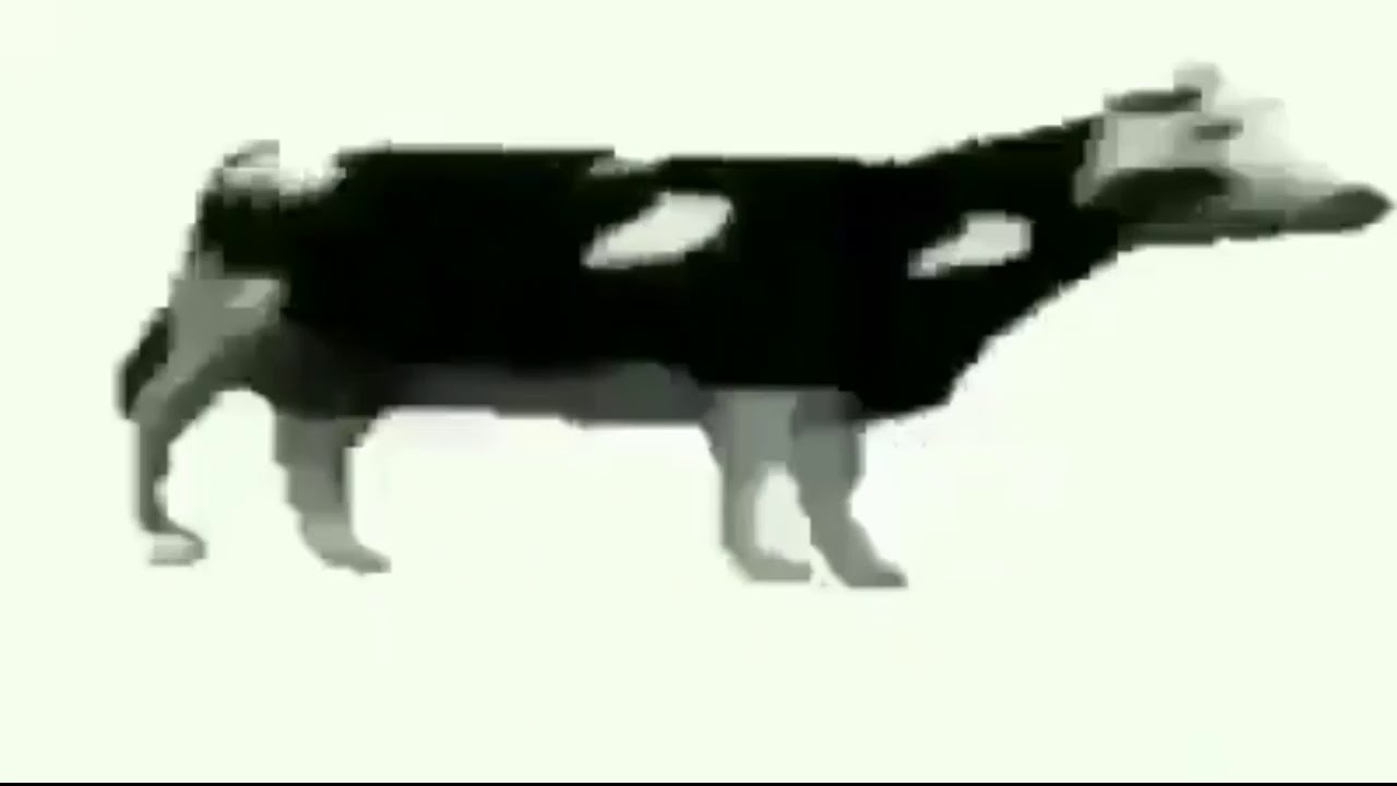 Música da vaca. Música do meme da vaca lá. Cow music. Cow meme music ...