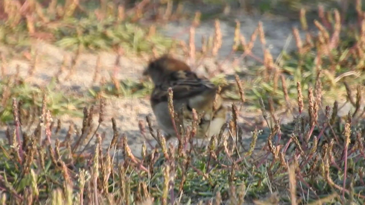 Italian Sparrow, Passera d'Italia (Passer italiae) - YouTube