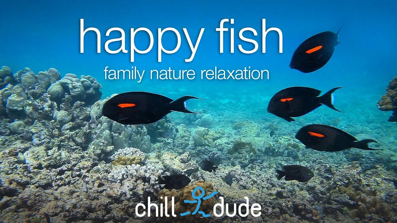 Happy Fish family Nature Relaxation - YouTube
