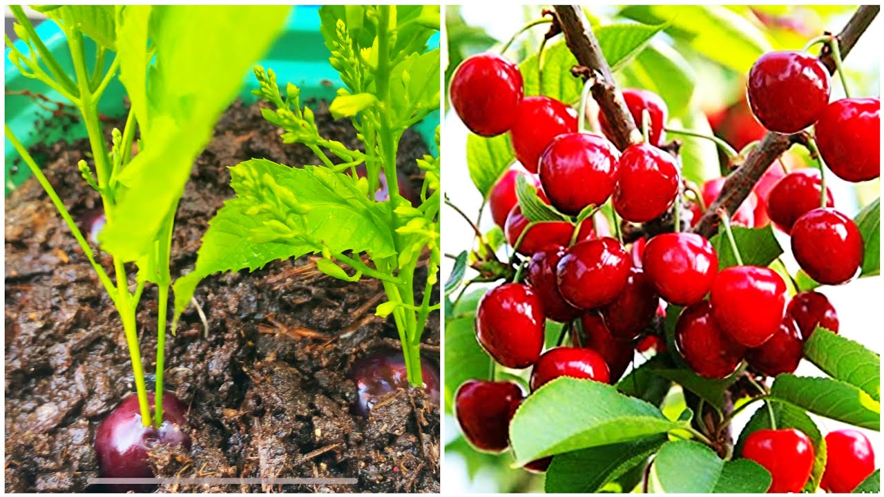 Technique skills growing Cherry tree from fruit - YouTube
