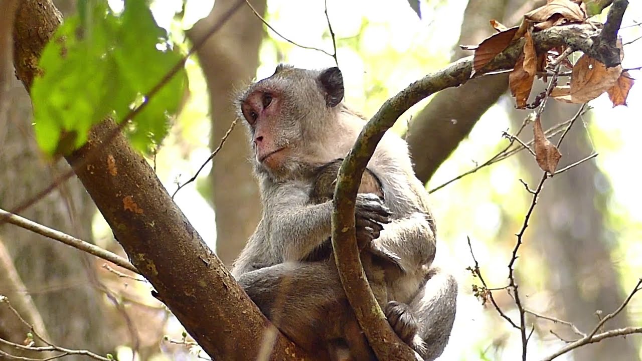 Million Pity My Heart Drop Down Look At Janna Monkey Abdominal Injury ...