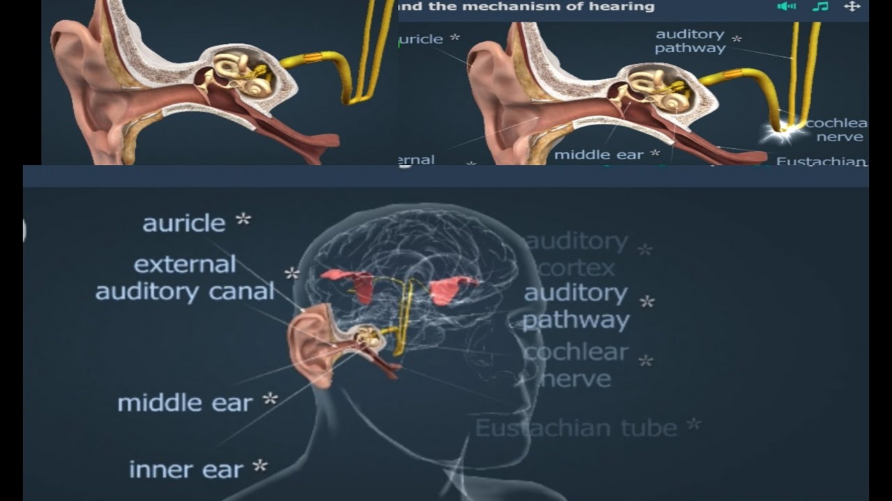 Hearing Structure 3d Digram - YouTube
