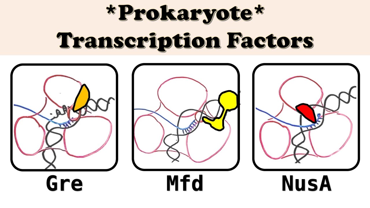 Prokaryotic Transcription Factors in Elongation and Termination (GreA ...