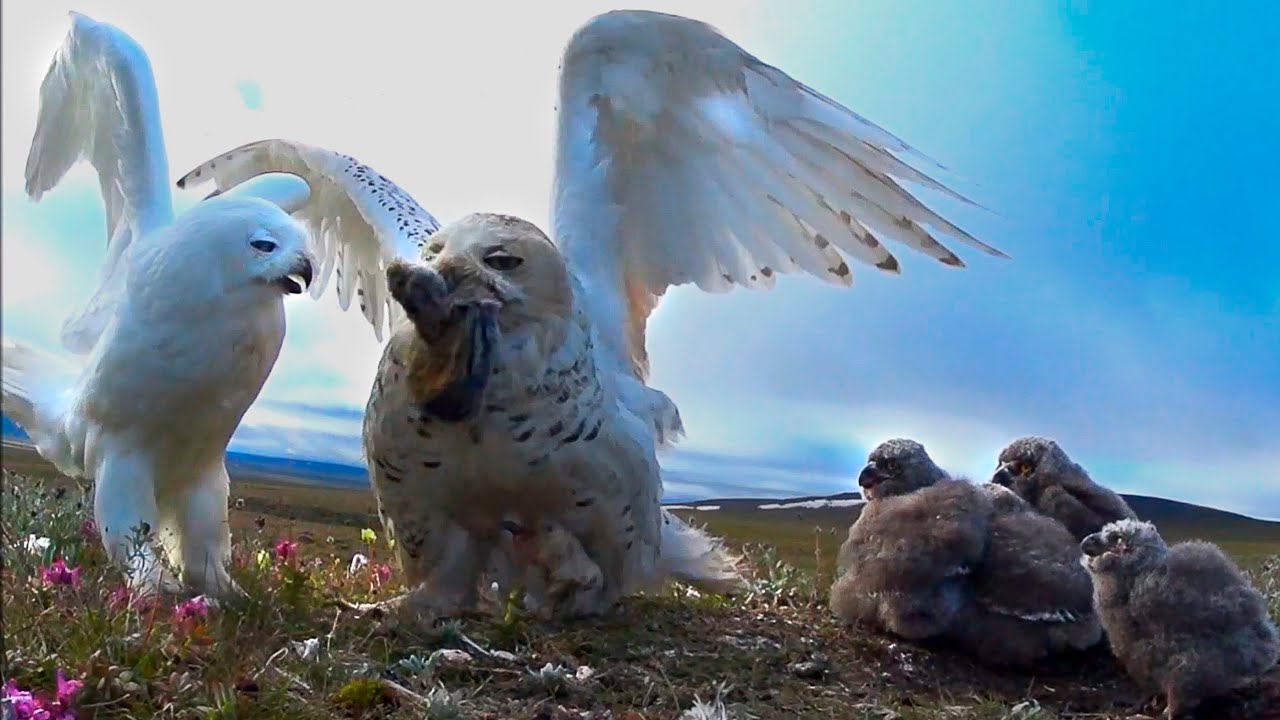 Hunting activity of Snowy Owls - YouTube
