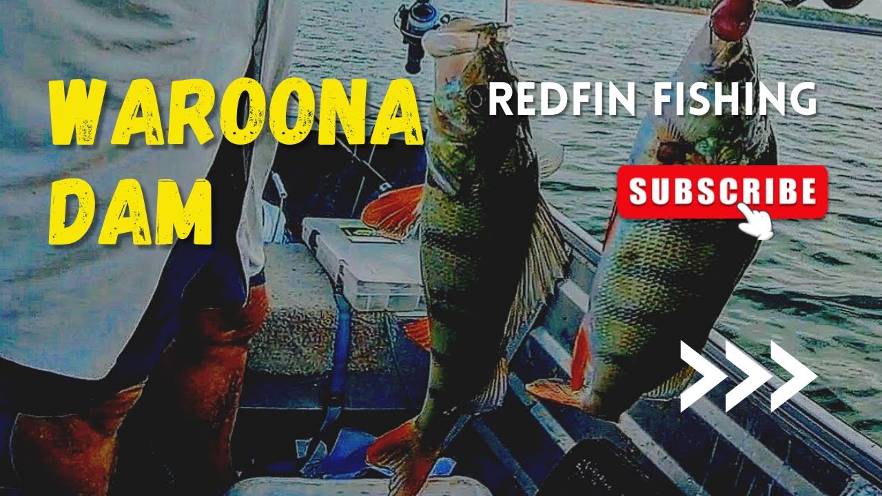 Waroona Dam Redfin Fishing - YouTube