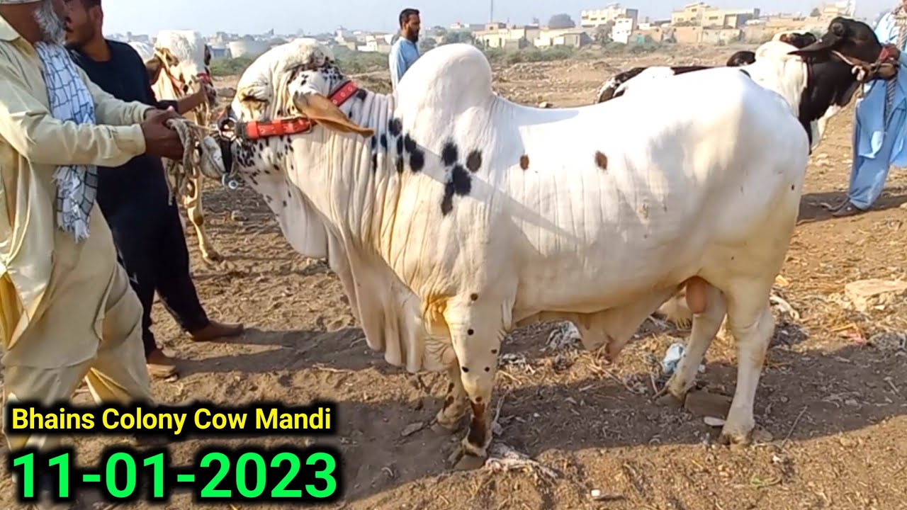 Bhains Colony Cow Mandi Karachi 11-01-2023 | Heavy Cholistani Bull Ka ...