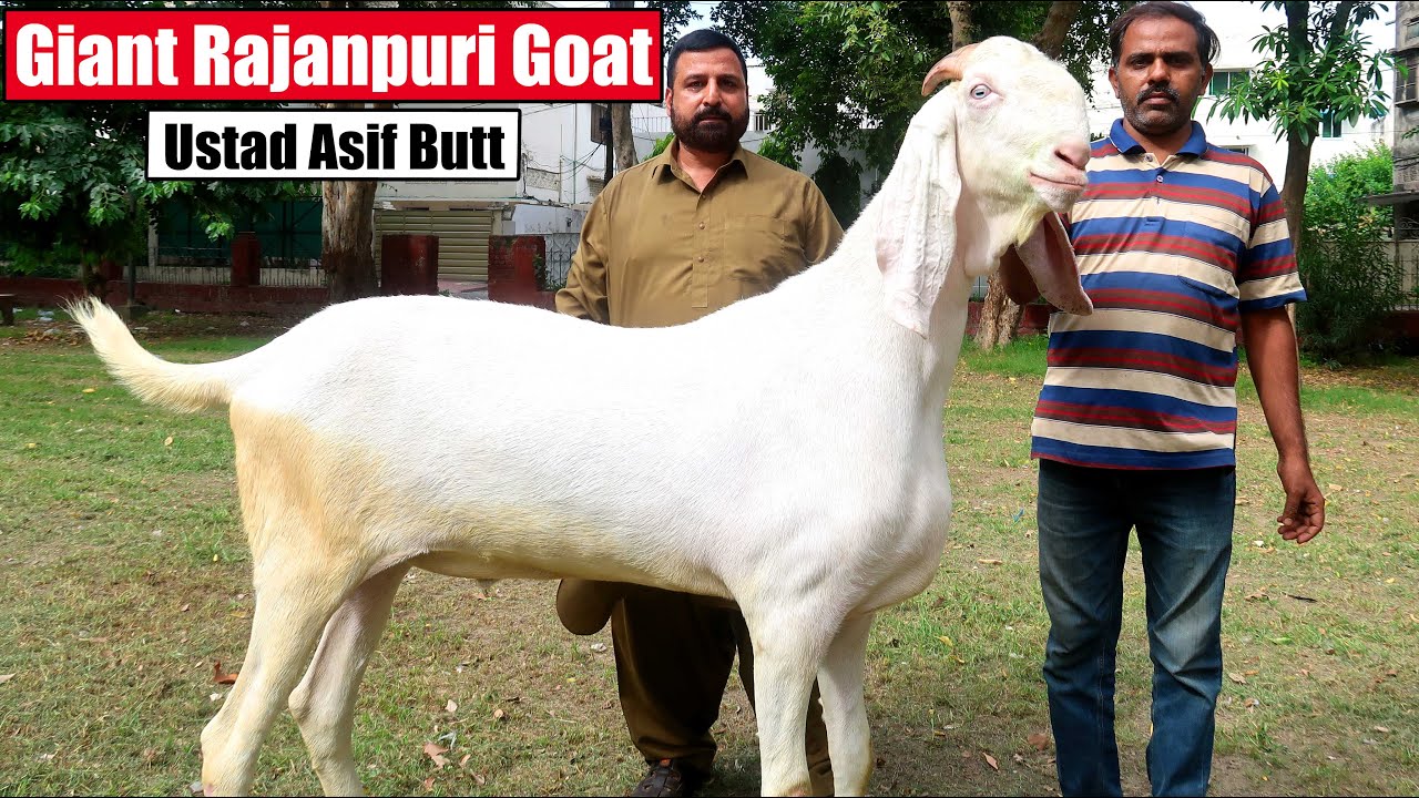Rajanpuri Goat White Beetal Bakra (Quality Goat) At ₹ 400/kg