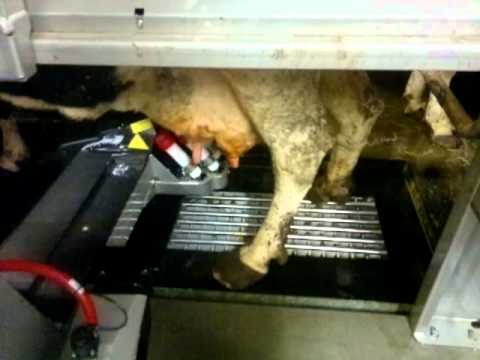 Lely A4 robot milkers - YouTube