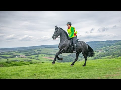 Cows line up to watch the beautiful Friesian horse do his impressive ...