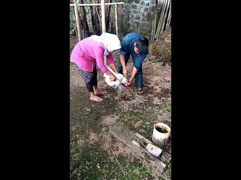 bulu tebal