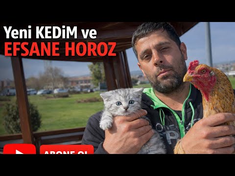 SUMATRA ADALARINDAN NADİR RENK HOROZ VE YENİ KEDİM MAYA