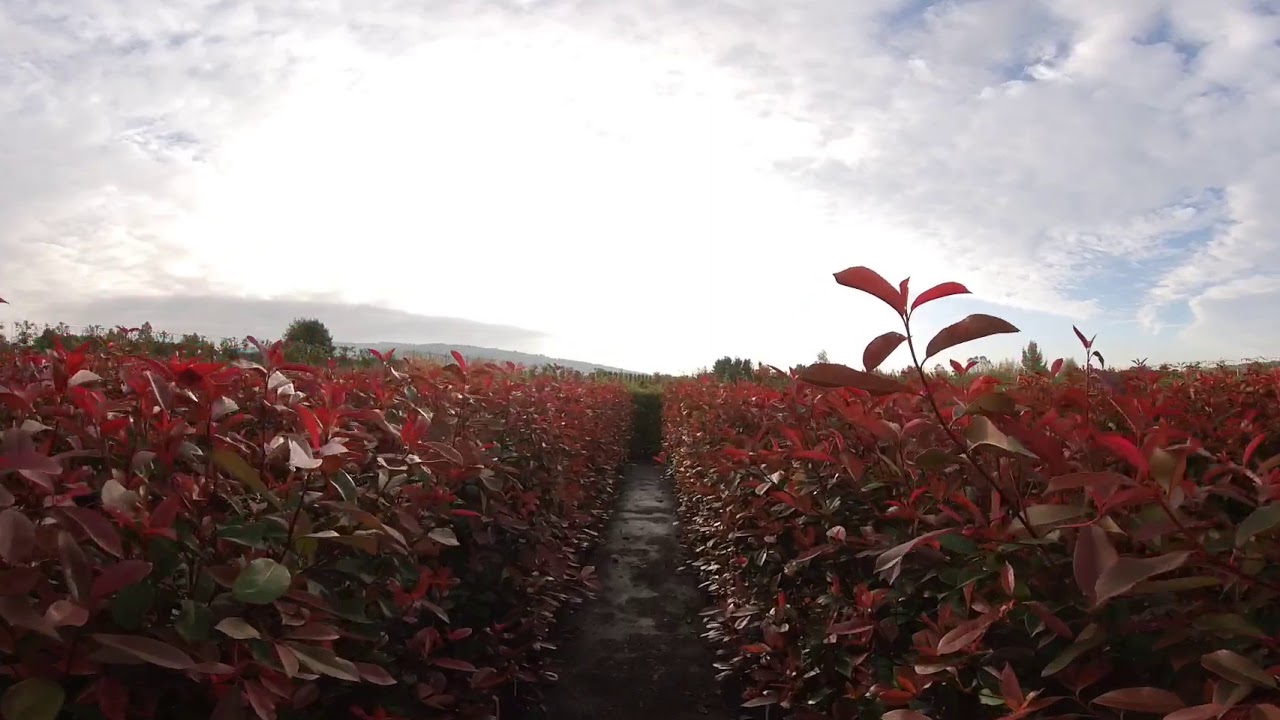 Photinia Red Robin - ReadyHedge ReadyBags - 130-150cm tall Hedging ...