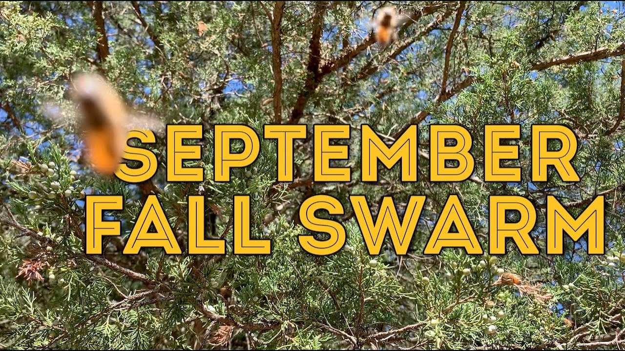 September Fall Swarm, Why did my bees swarm in the fall? - YouTube