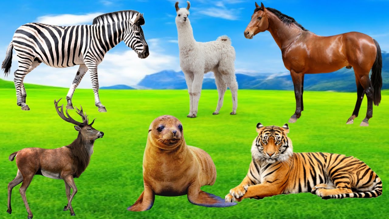 Wild Animal Sounds In Nature - Tiger, Deer, Duck, Zebra, Seal, llama ...