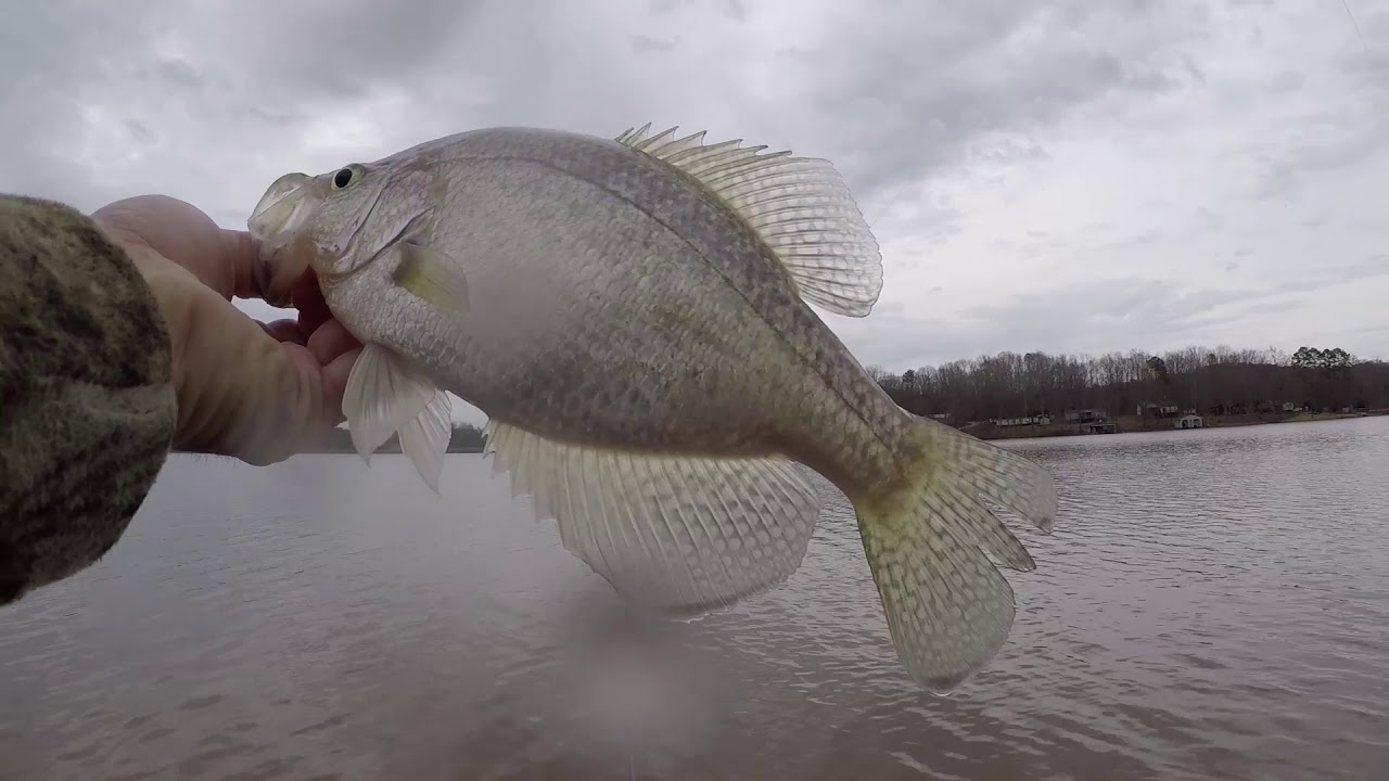 Crappie Gold with LiveScope - YouTube