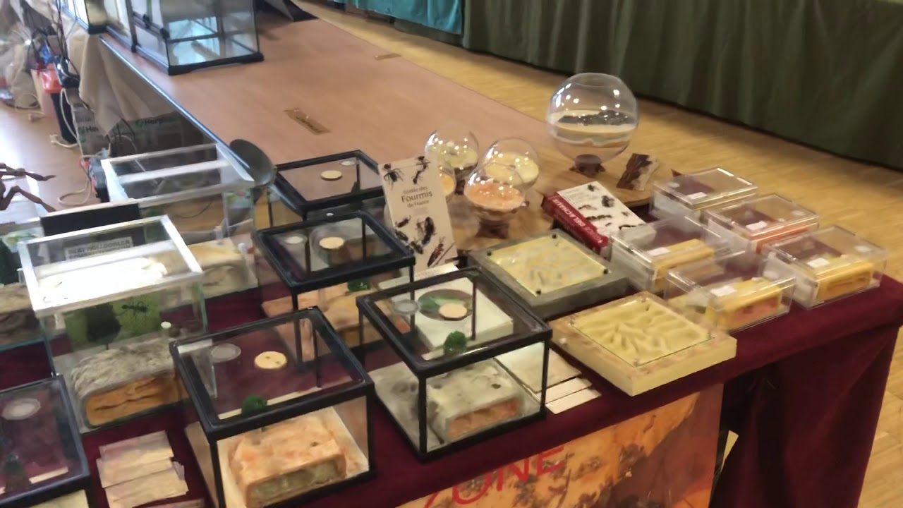 Stand bourse exofauna ReptiLyon - YouTube