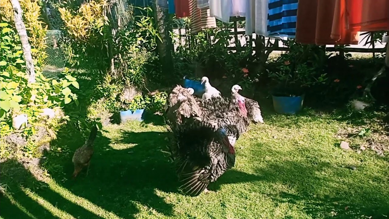 Turkey(Pabo) in front of my Nanay house - YouTube